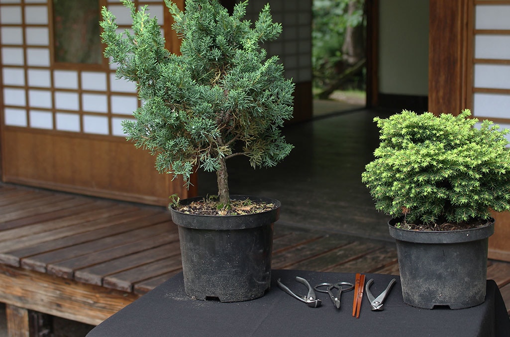 Growing and caring for a Bonsai tree - Bonsai Empire