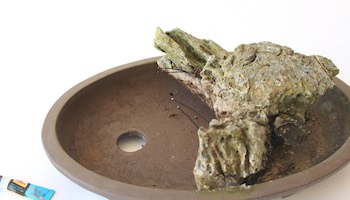 How to create a Bonsai rock planting - Bonsai Empire