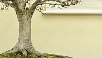 The Bonsai trunk; shape, taper and thickness - Bonsai Empire