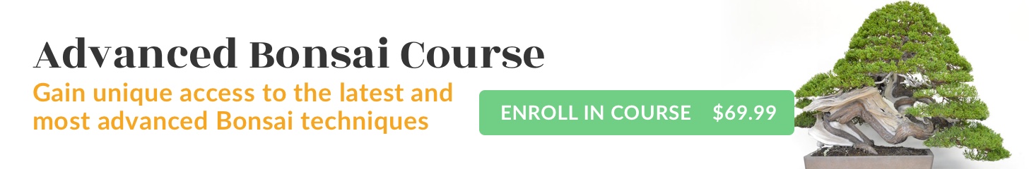 Indoor Bonsai tree care guidelines - Bonsai Empire