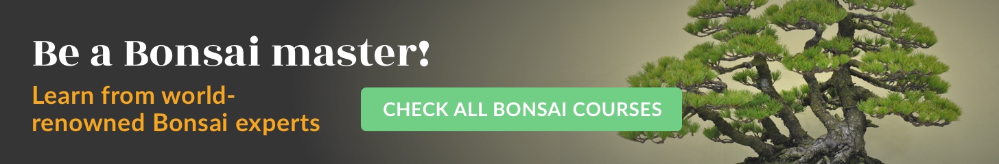 The Basics of Bonsai, learn how to grow Bonsai for beginners - Bonsai ...