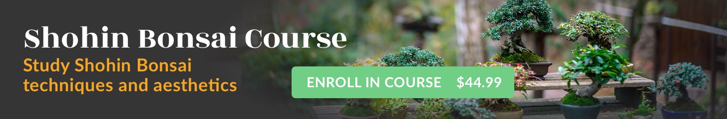 Indoor Bonsai tree care guidelines - Bonsai Empire