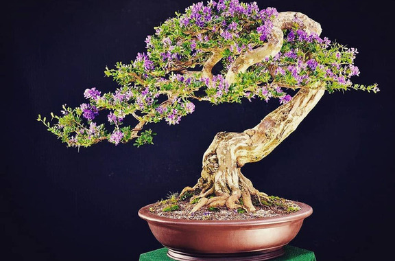 Care guide for the Desmodium Bonsai tree - Bonsai Empire