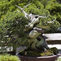 Great Bonsai trees require great trunks - Bonsai Empire