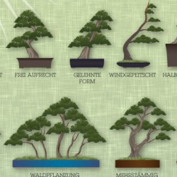 Bonsai styles, shapes and forms explained - Bonsai Empire