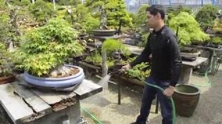 Watering Bonsai; how to water your trees - Bonsai Empire