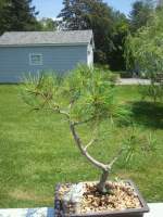Stag horn Sumac - Bonsai forum - Bonsai Empire
