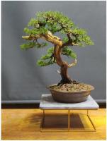 Something simple against aphids in your bonsai.. - Bonsai forum ...