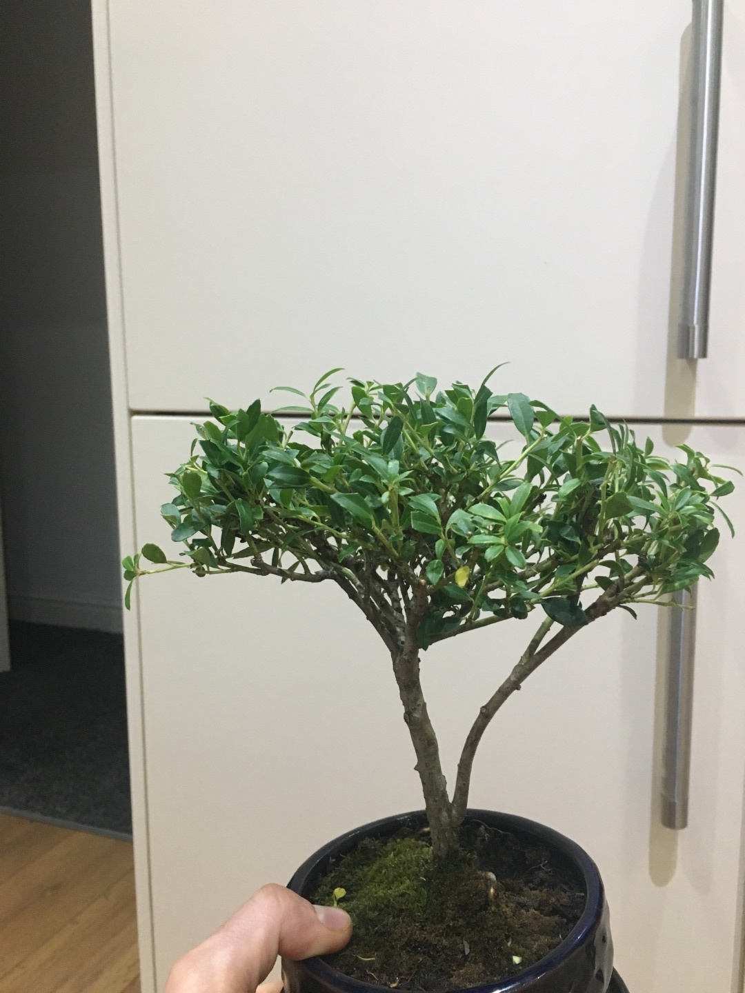 Tree identification - Bonsai forum - Bonsai Empire