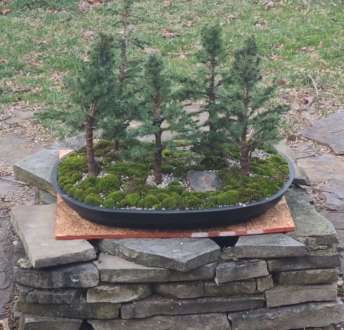 5 tree forest from Dwarf Alberta Spruce trees - Bonsai forum - Bonsai ...