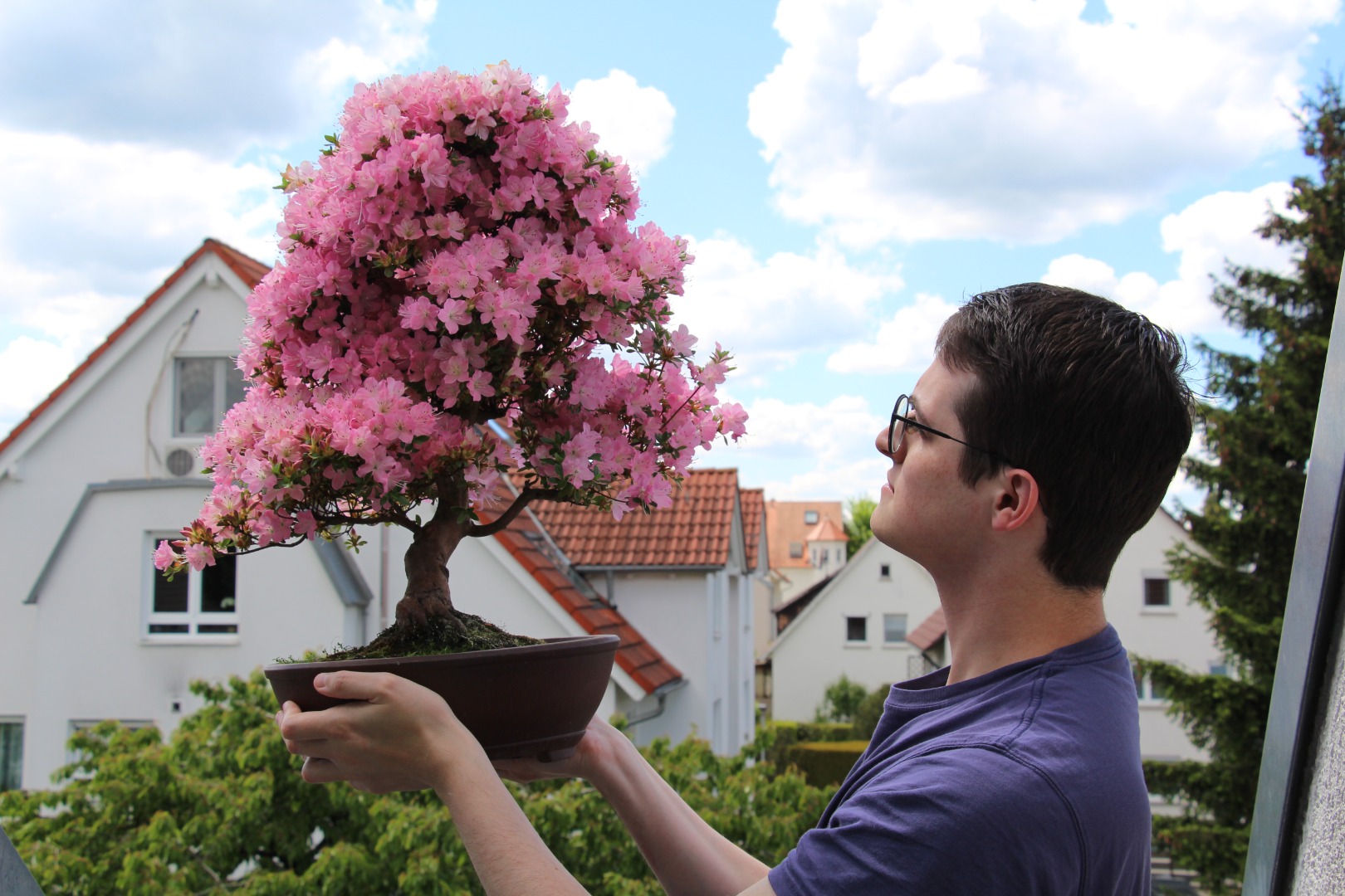 Pruning Azalea Without Flower - Bonsai forum - Bonsai Empire