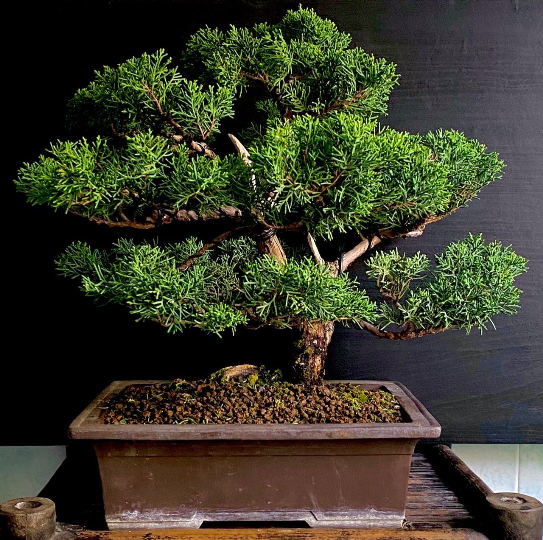 Small Chinese Elm mallsai - Bonsai forum - Bonsai Empire